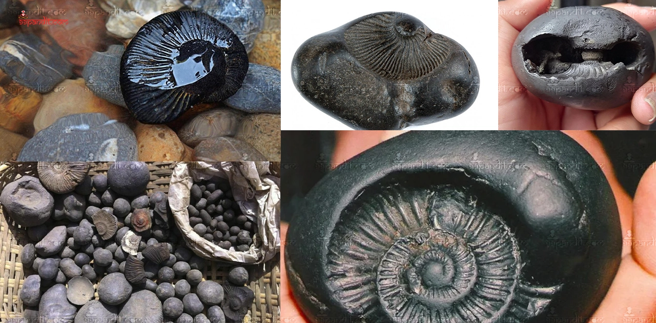 Shaligram Stone: Benefits, Power, Story And Identification-99Pandit